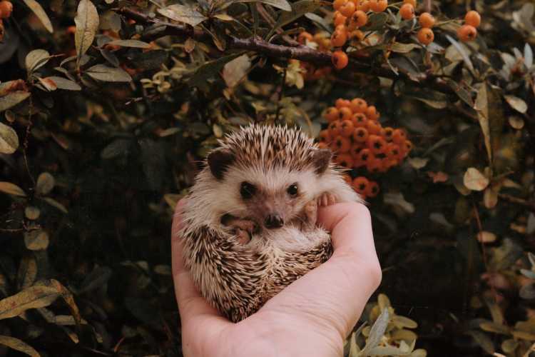 Jim Collins - The Hedgehog Concept by Sam | WONDR